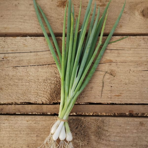 Cébettes - La botte de 3 - Panéolocal