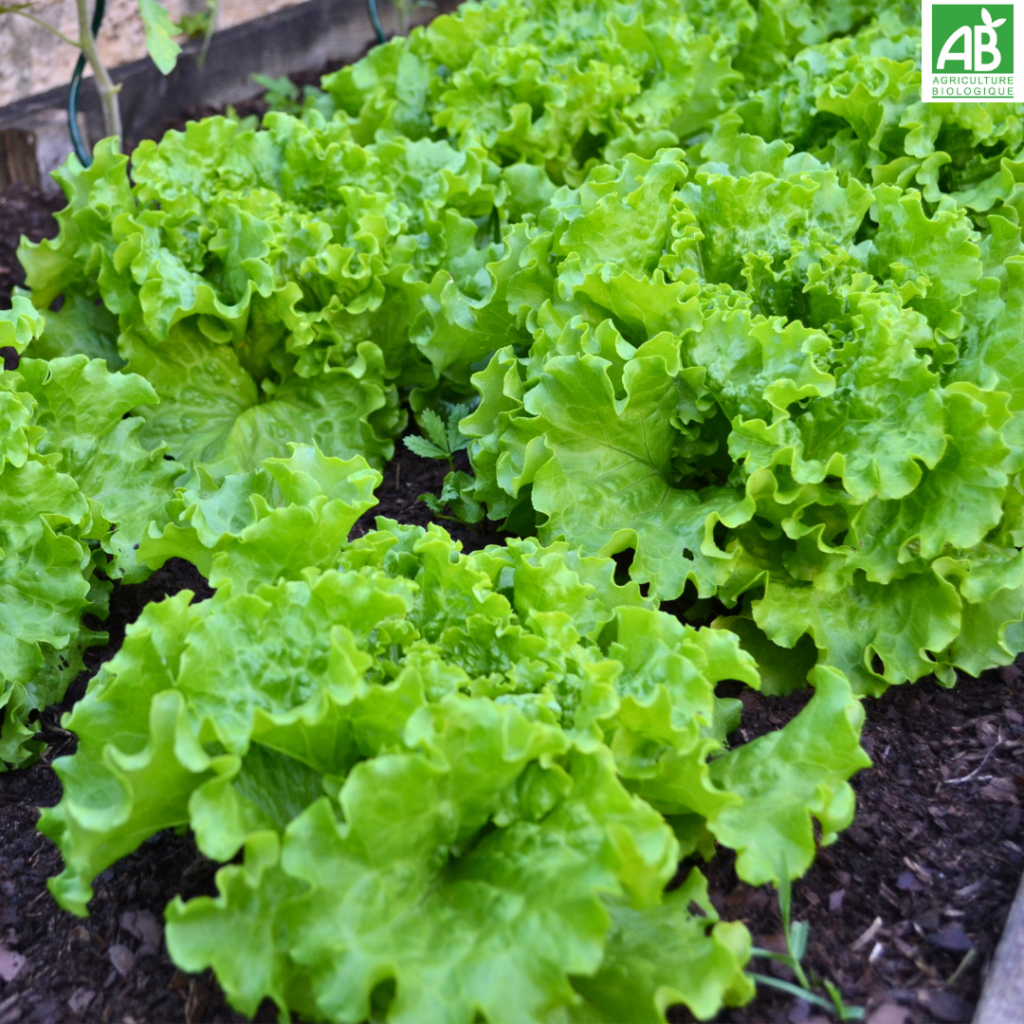 Salade Verte - Panéolocal