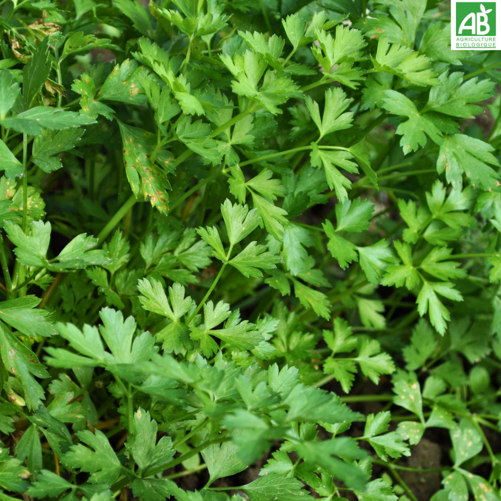 Persil - la botte - Panéolocal